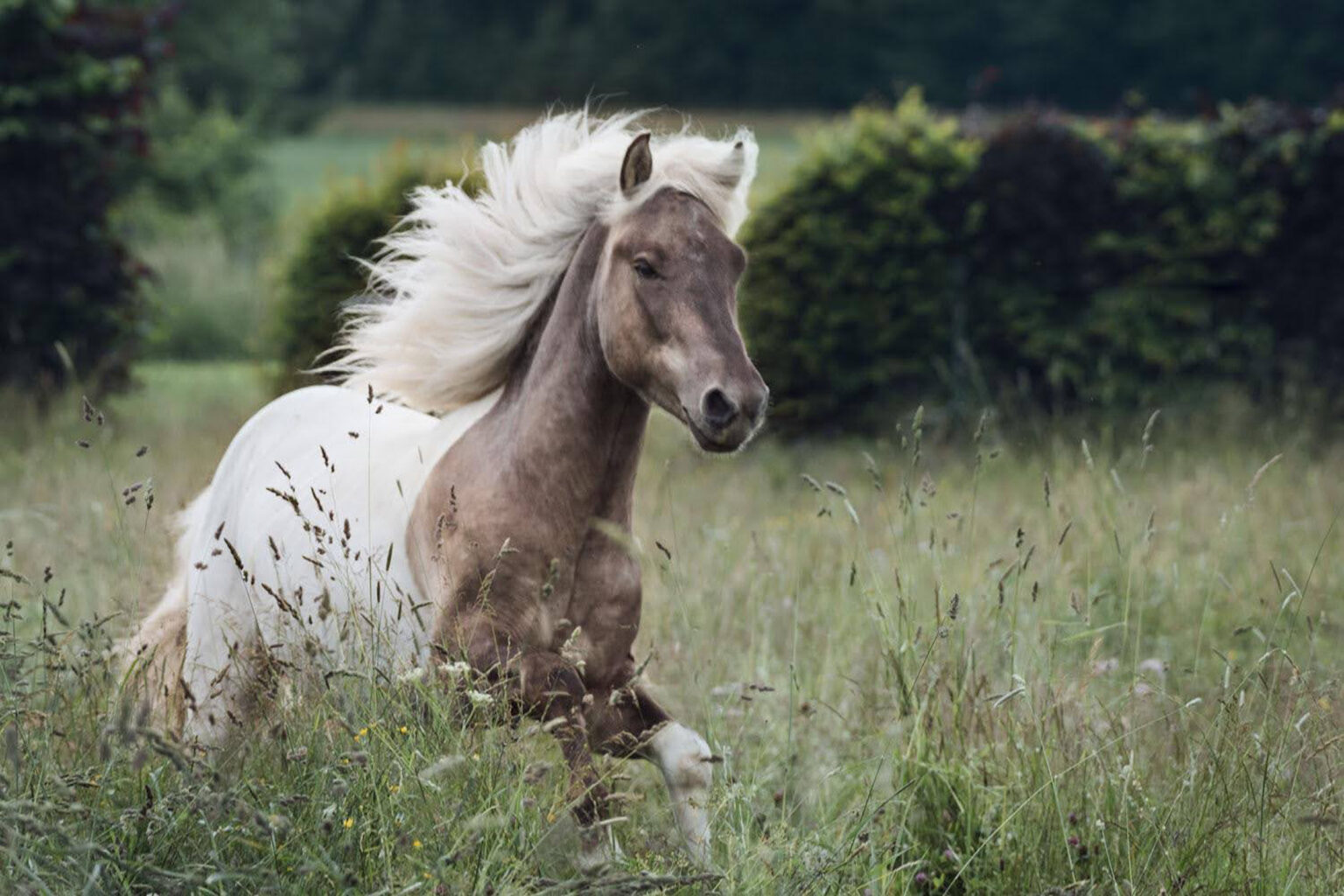 Unser Zuchtziel – Islandpferde vom Hexchen